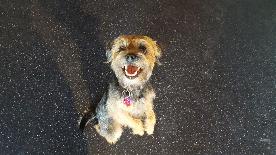 Services Ideal DOG