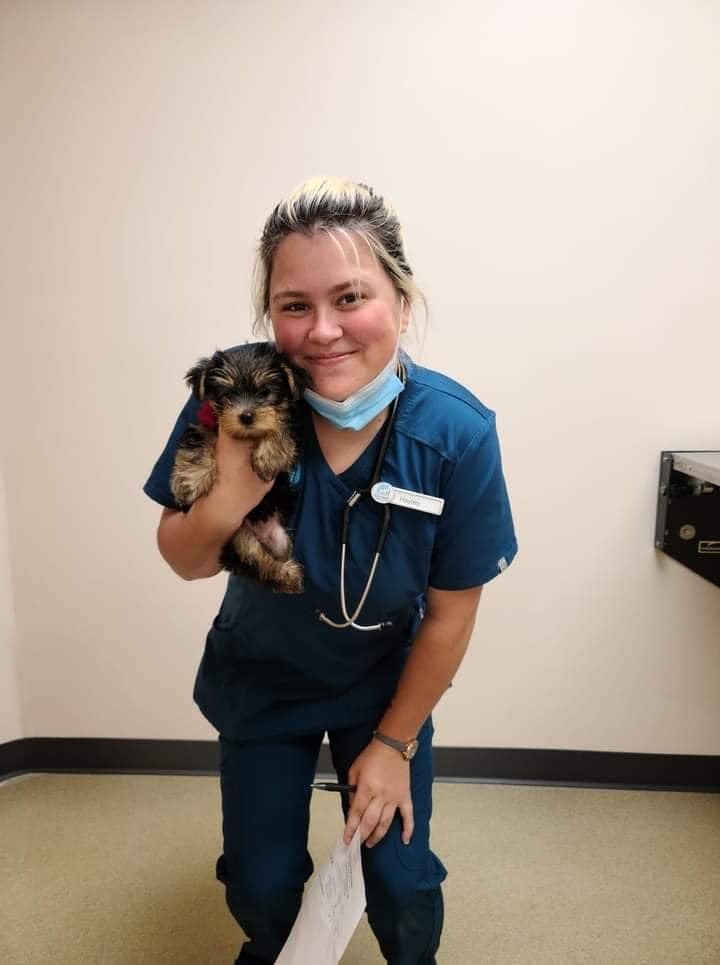 About Us - Ideal DOG